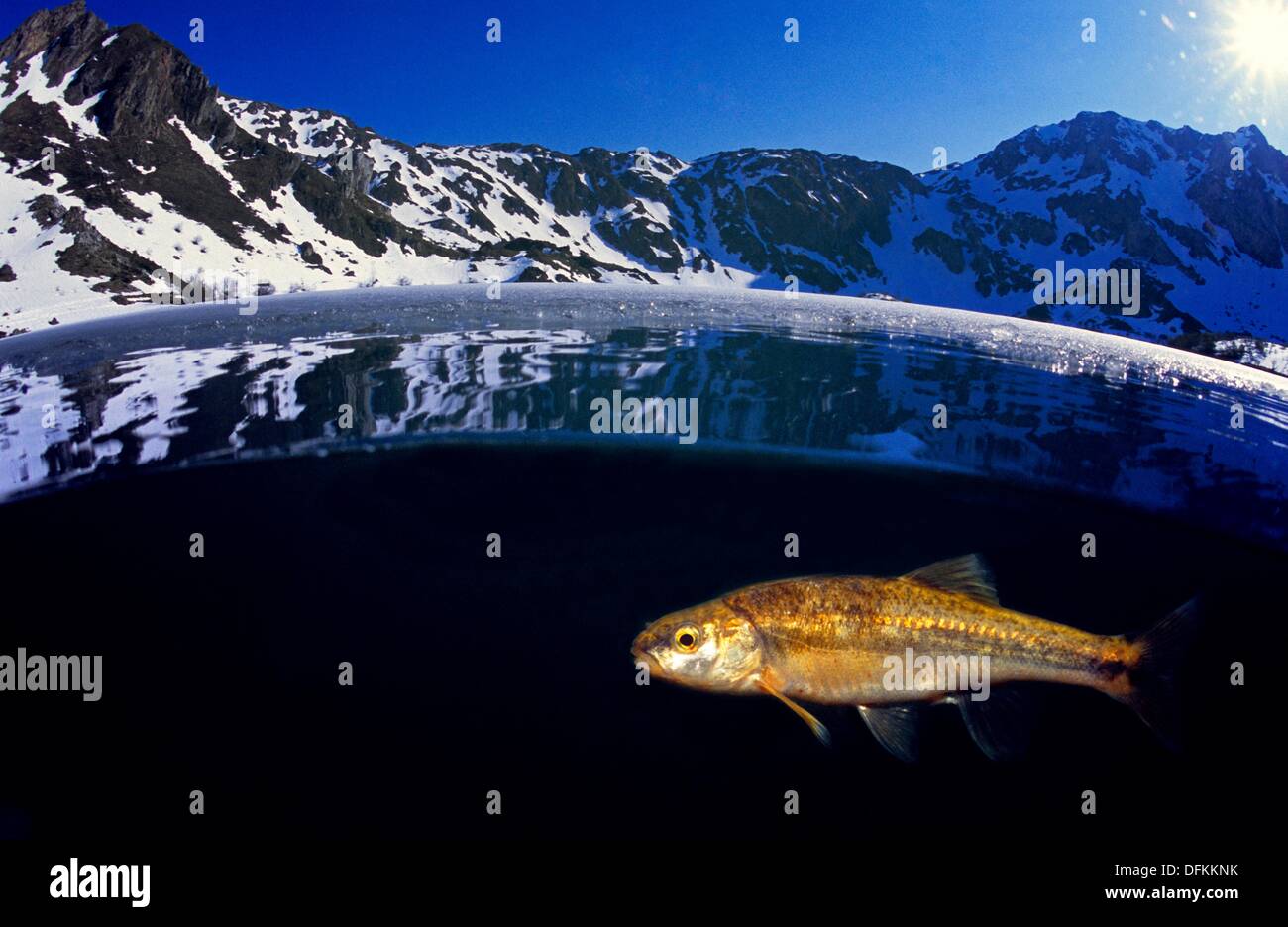 Minnow eurasian minnow phoxinus phoxinus hi-res stock photography and ...