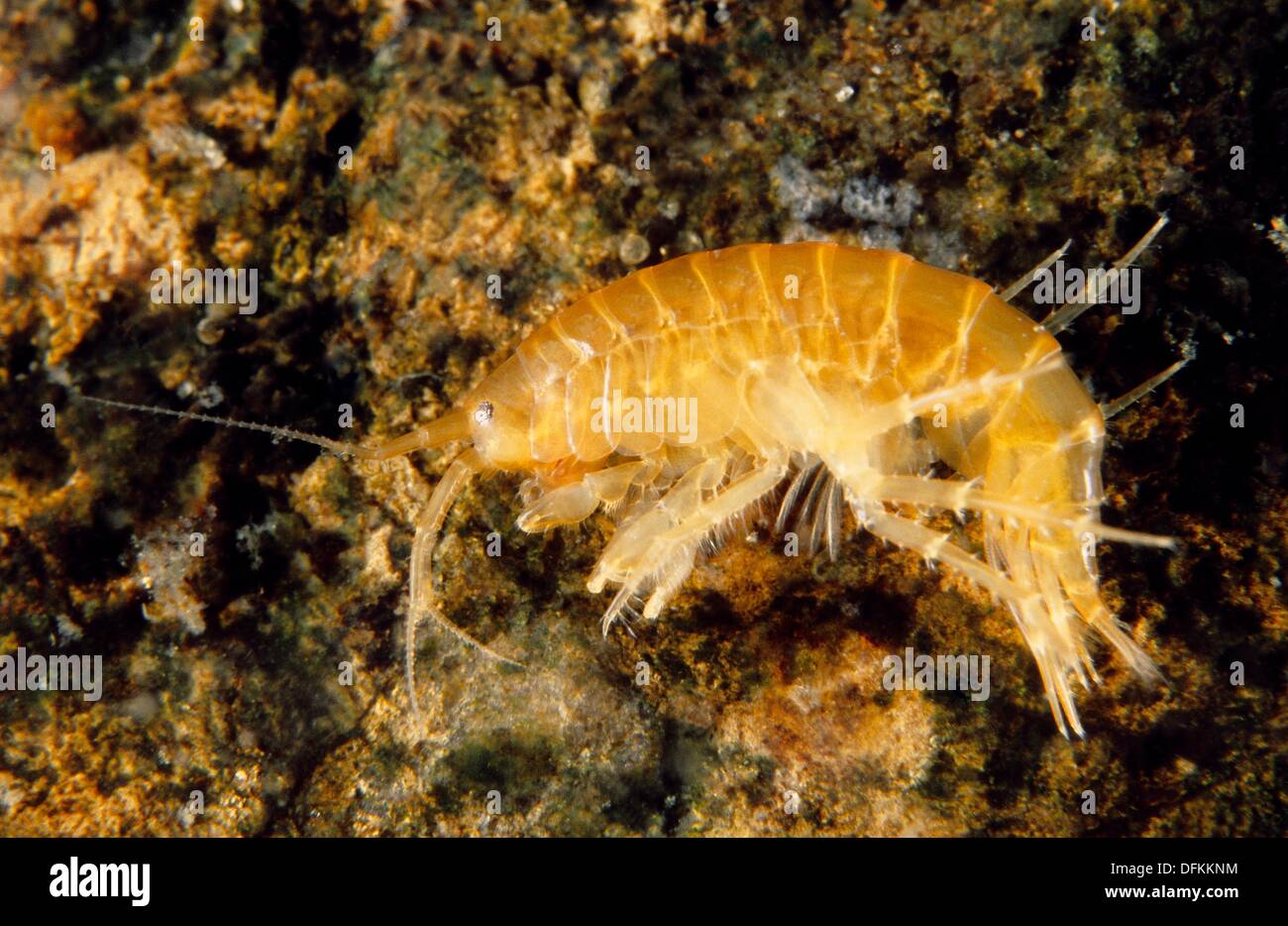 Freshwater amphipod hi-res stock photography and images - Alamy