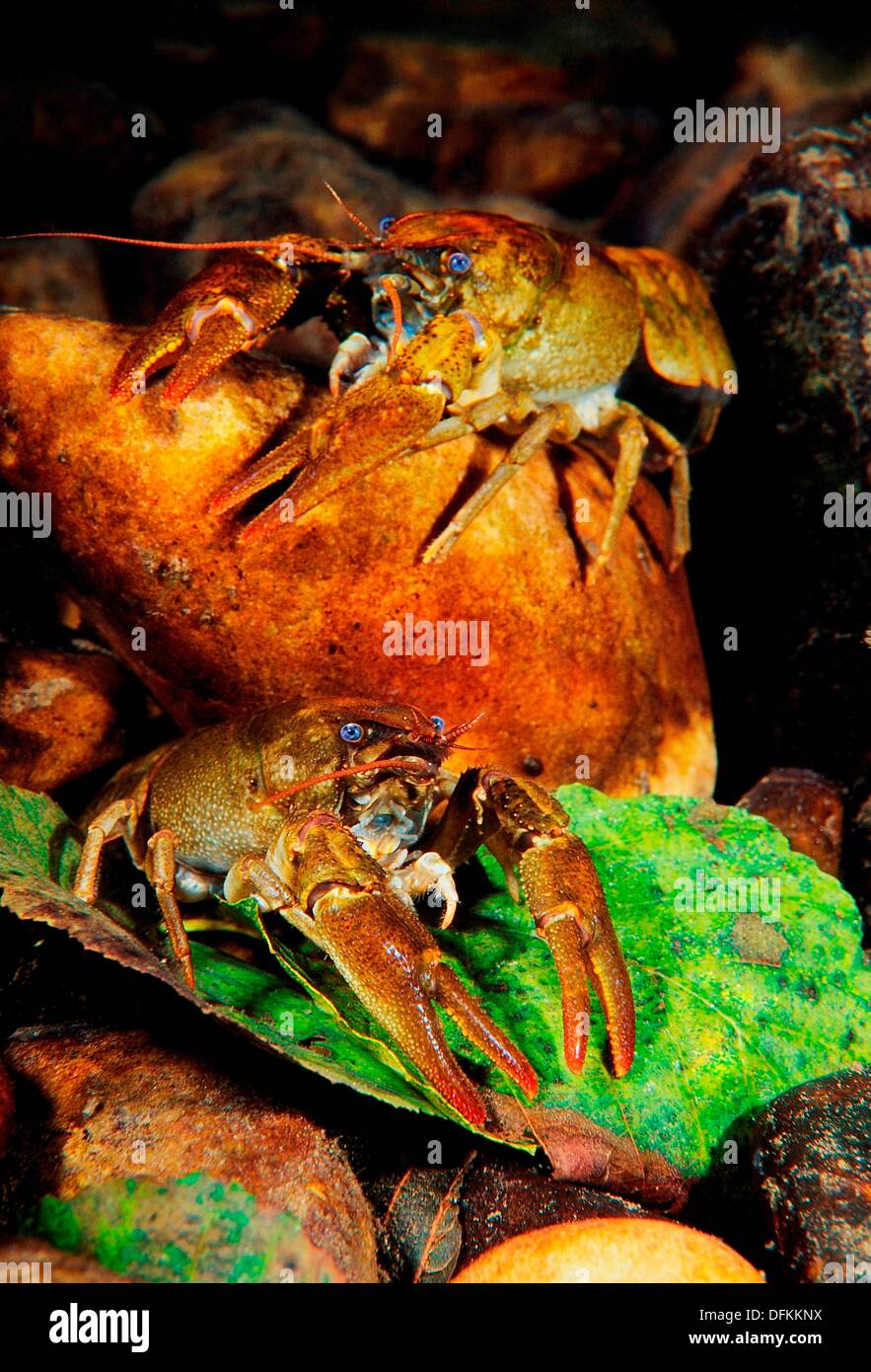 Atlantic stream crayfish hi-res stock photography and images - Alamy