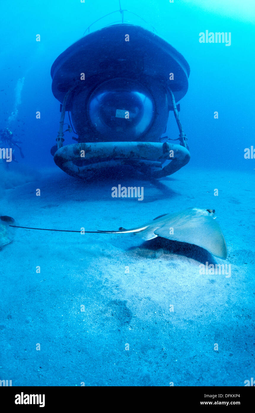 Common eagle ray hi-res stock photography and images - Alamy