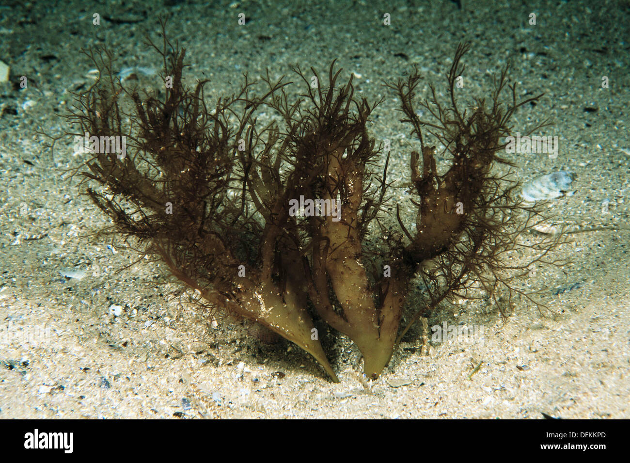 Gracilaria hi-res stock photography and images - Alamy