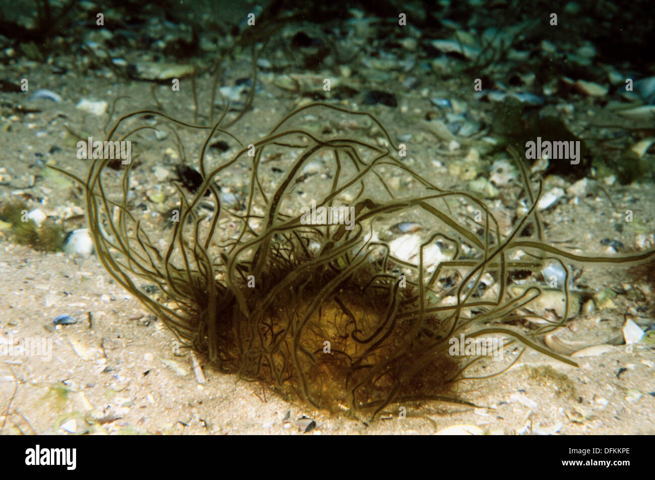 Fistulosus hi-res stock photography and images - Alamy