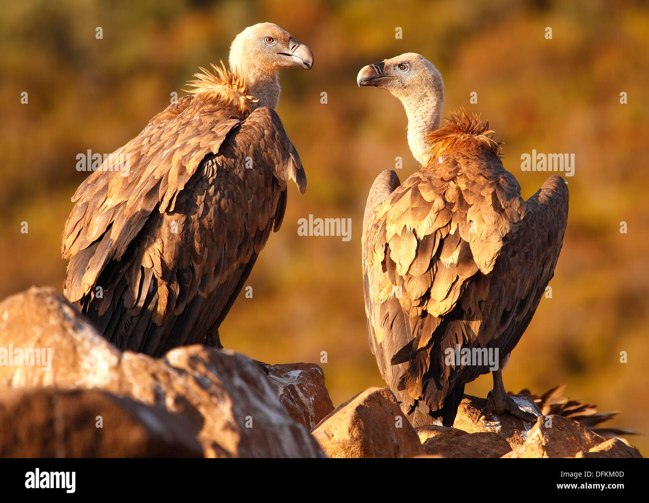 Vultures beak hi-res stock photography and images - Alamy