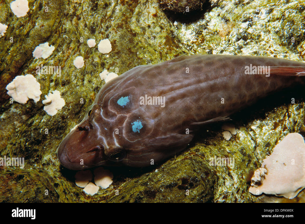 Lepadogaster hi-res stock photography and images - Alamy