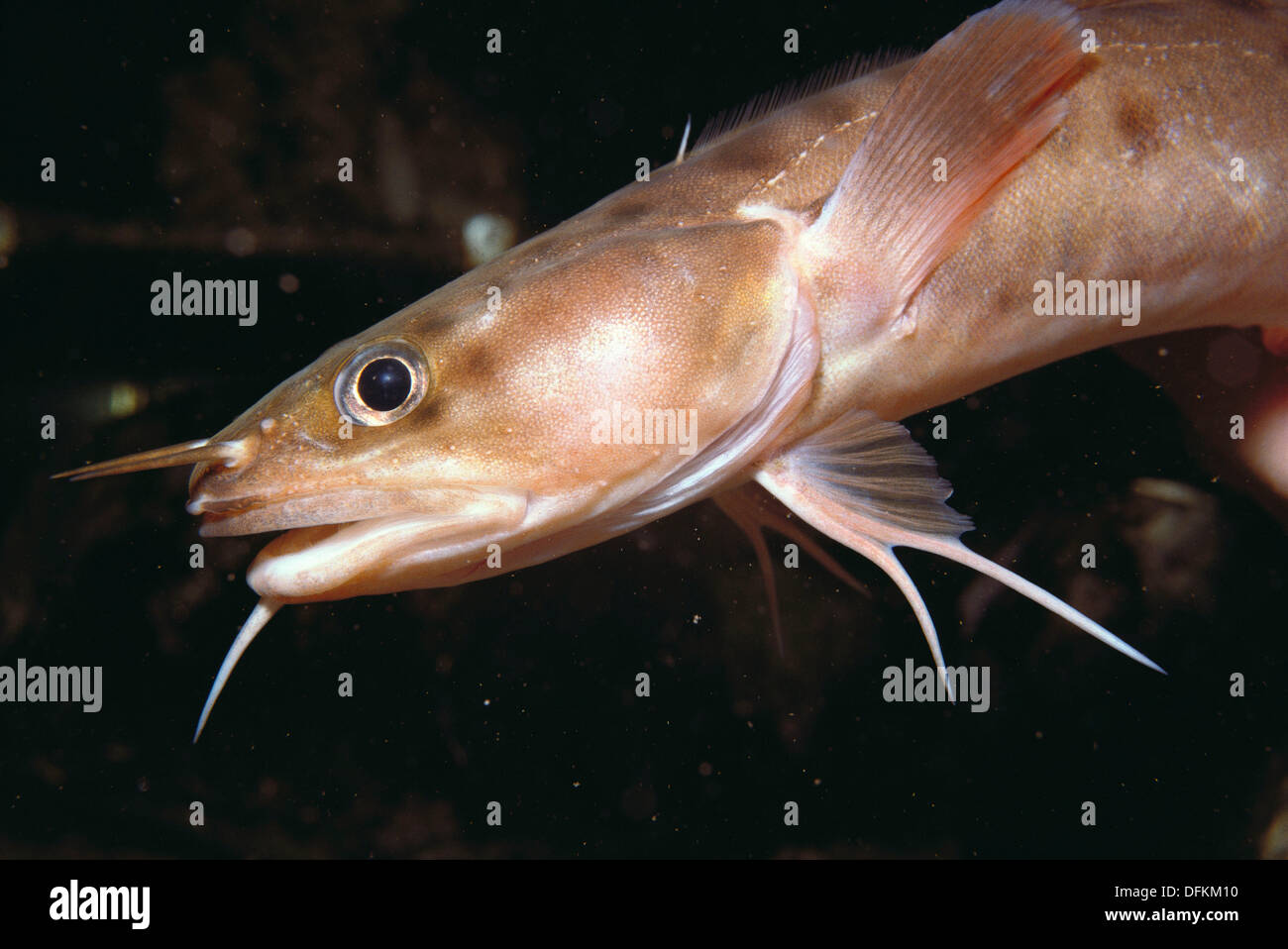 Three bearded rockling gaidropsarus vulgaris hi-res stock photography ...
