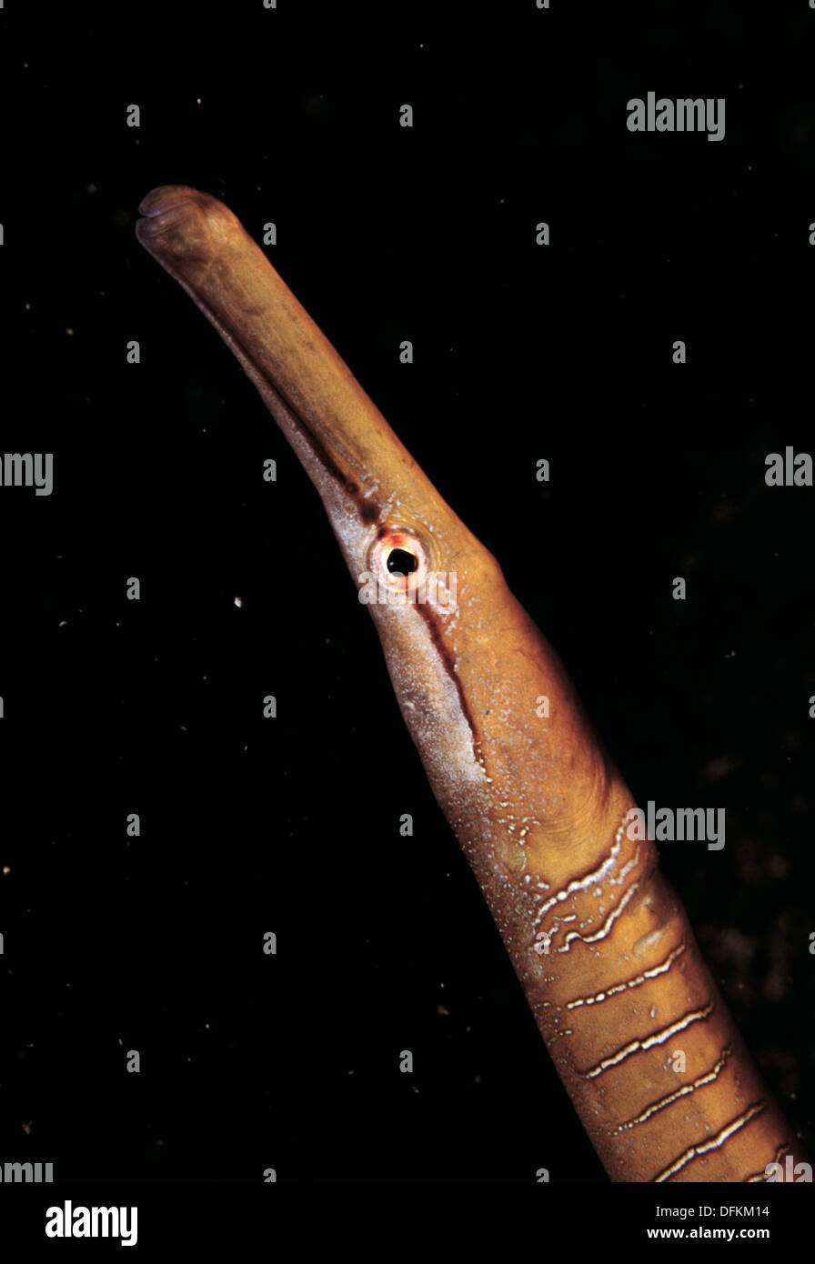 Snake pipefish hi-res stock photography and images - Alamy