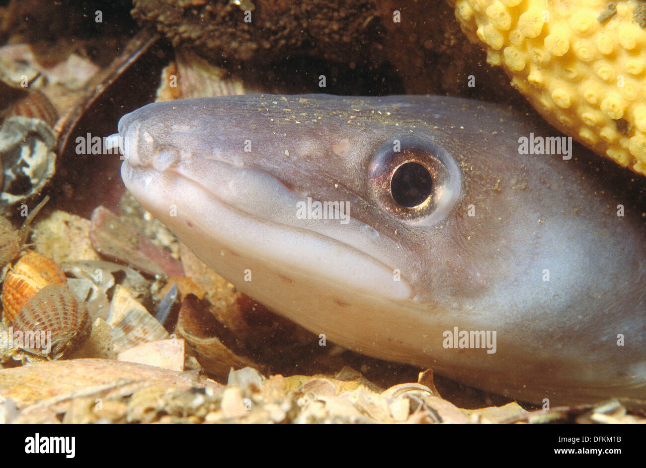 Conger eel spain hi-res stock photography and images - Alamy