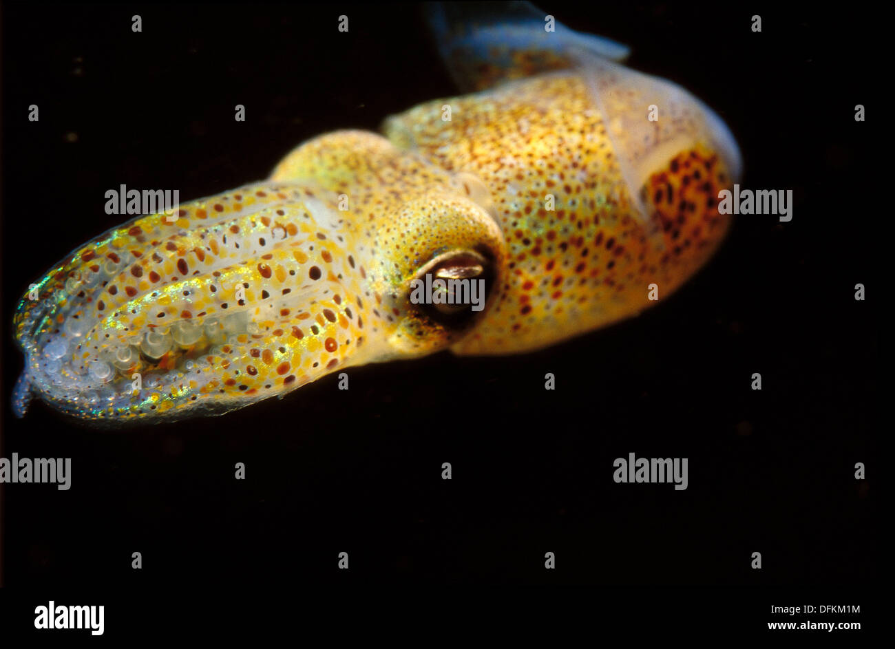 Atlantic bobtail hi-res stock photography and images - Alamy