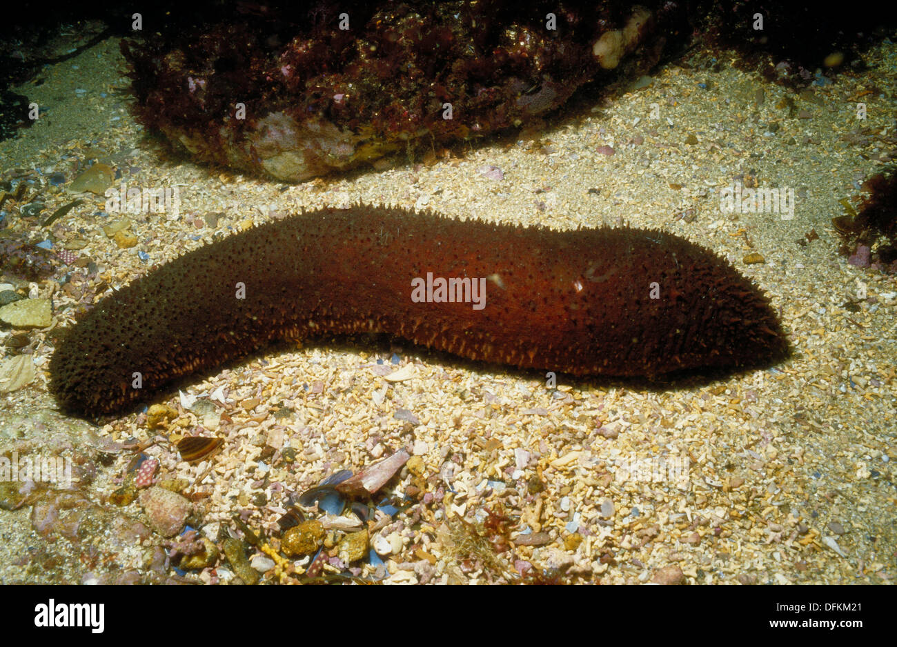 Holothuria Tubulosa High Resolution Stock Photography and Images - Alamy