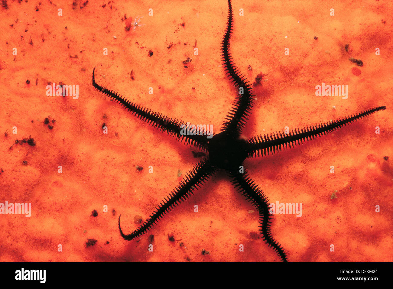 Black brittle star hi-res stock photography and images - Alamy
