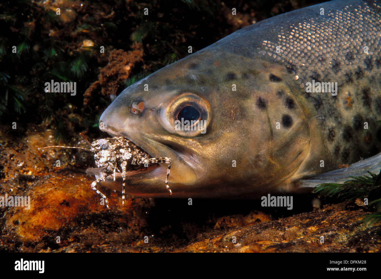 Trout catching insect hi-res stock photography and images - Alamy