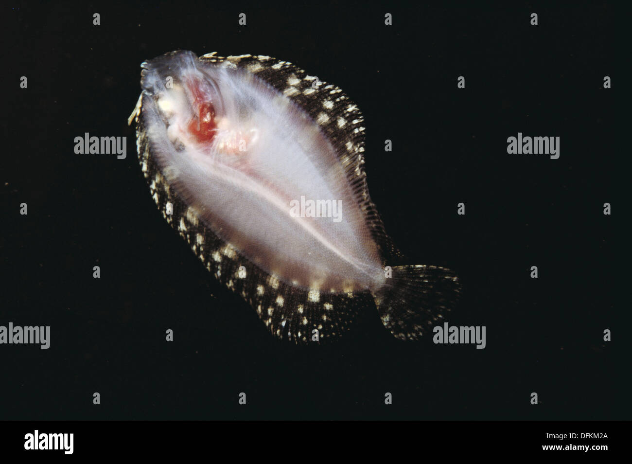 Zeugopterus High Resolution Stock Photography and Images - Alamy