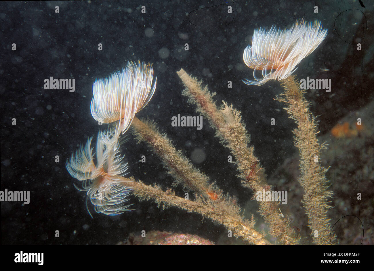 Fan Worm (Spirographis spallanzanii). Galicia, Spain Stock Photo - Alamy