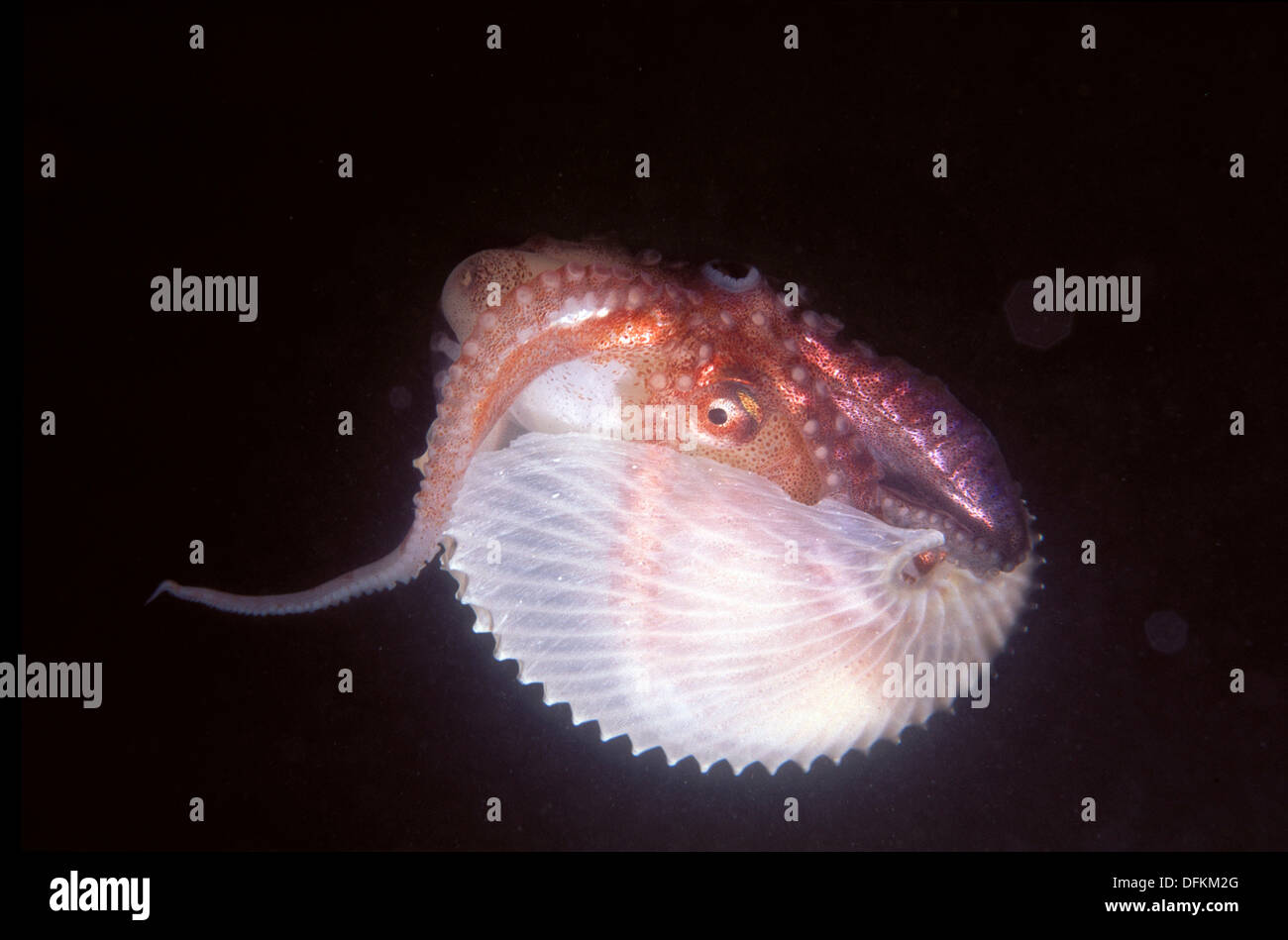 Argonauta argo hi-res stock photography and images - Alamy