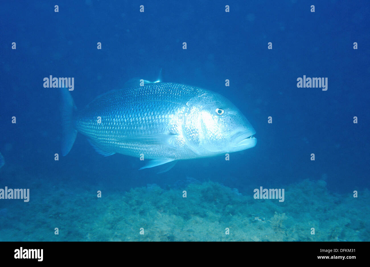 Common dentex (dentex dentex) hi-res stock photography and images - Alamy