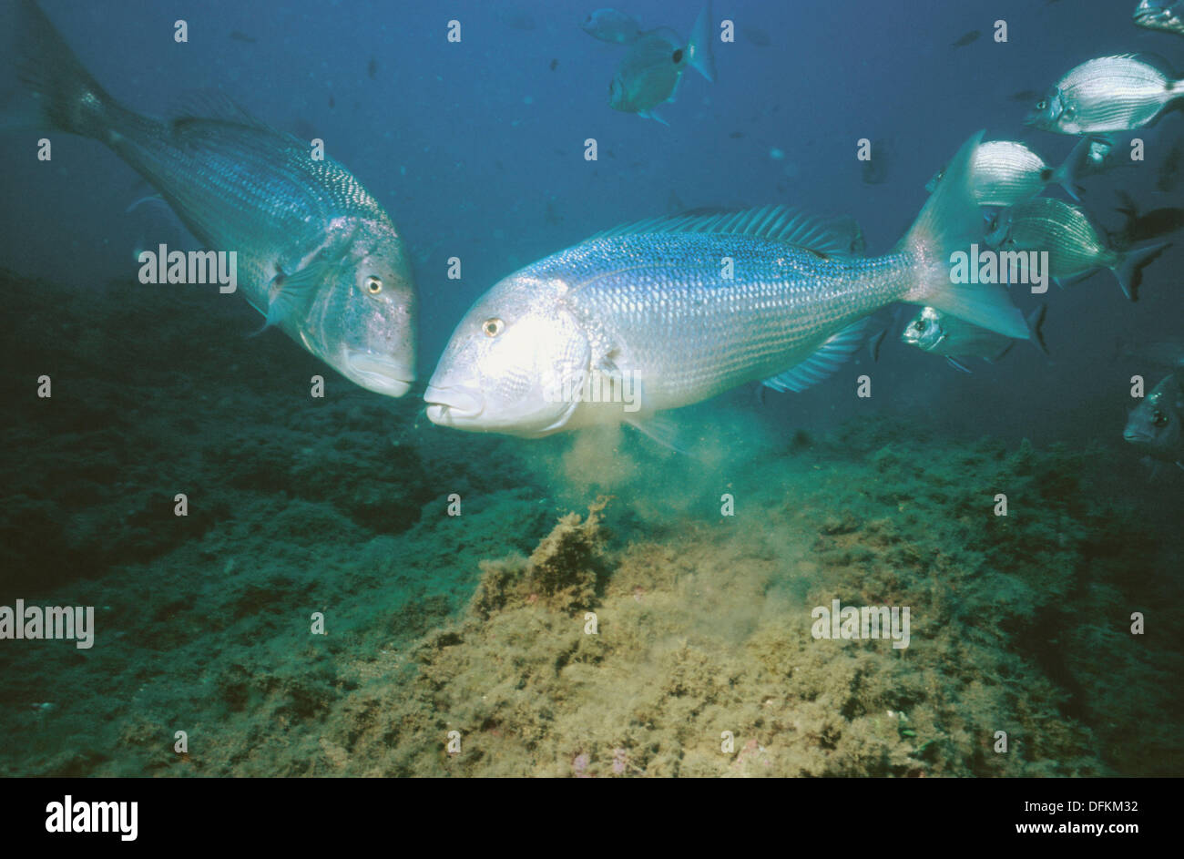 Common dentex hi-res stock photography and images - Alamy