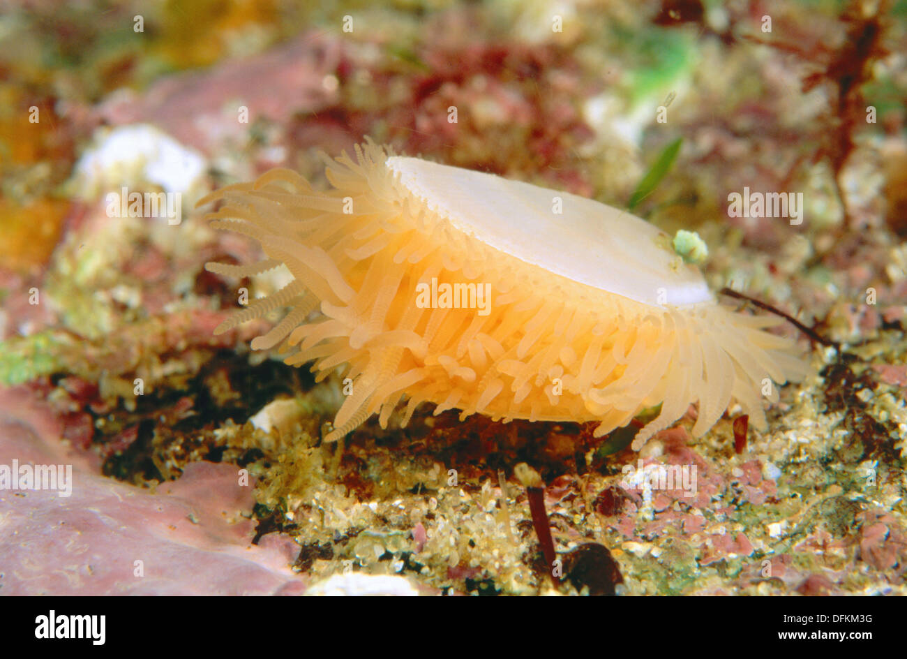 See scalop hi-res stock photography and images - Alamy