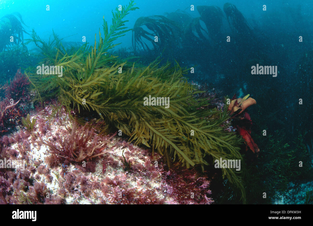 Desmarestia High Resolution Stock Photography and Images - Alamy