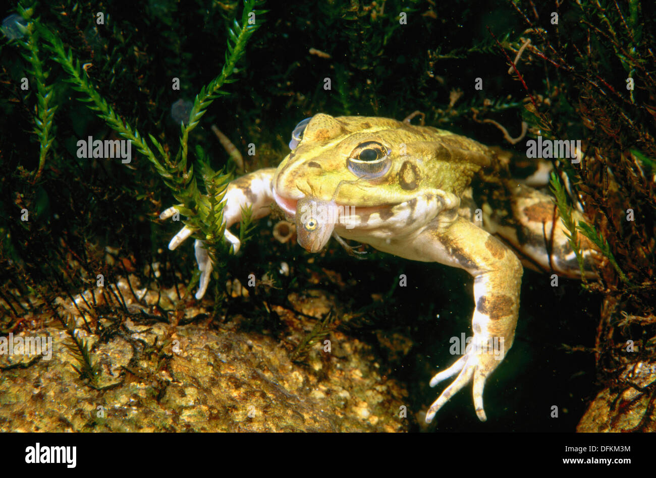 Rana coruña hi-res stock photography and images - Alamy
