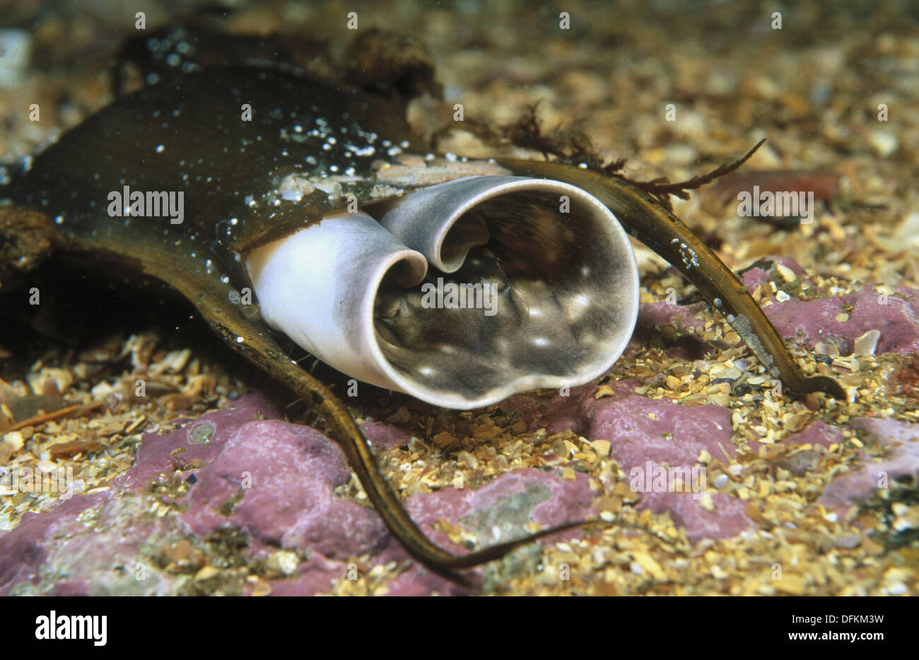 Undulate Ray (Raja undulata) hatching Stock Photo - Alamy