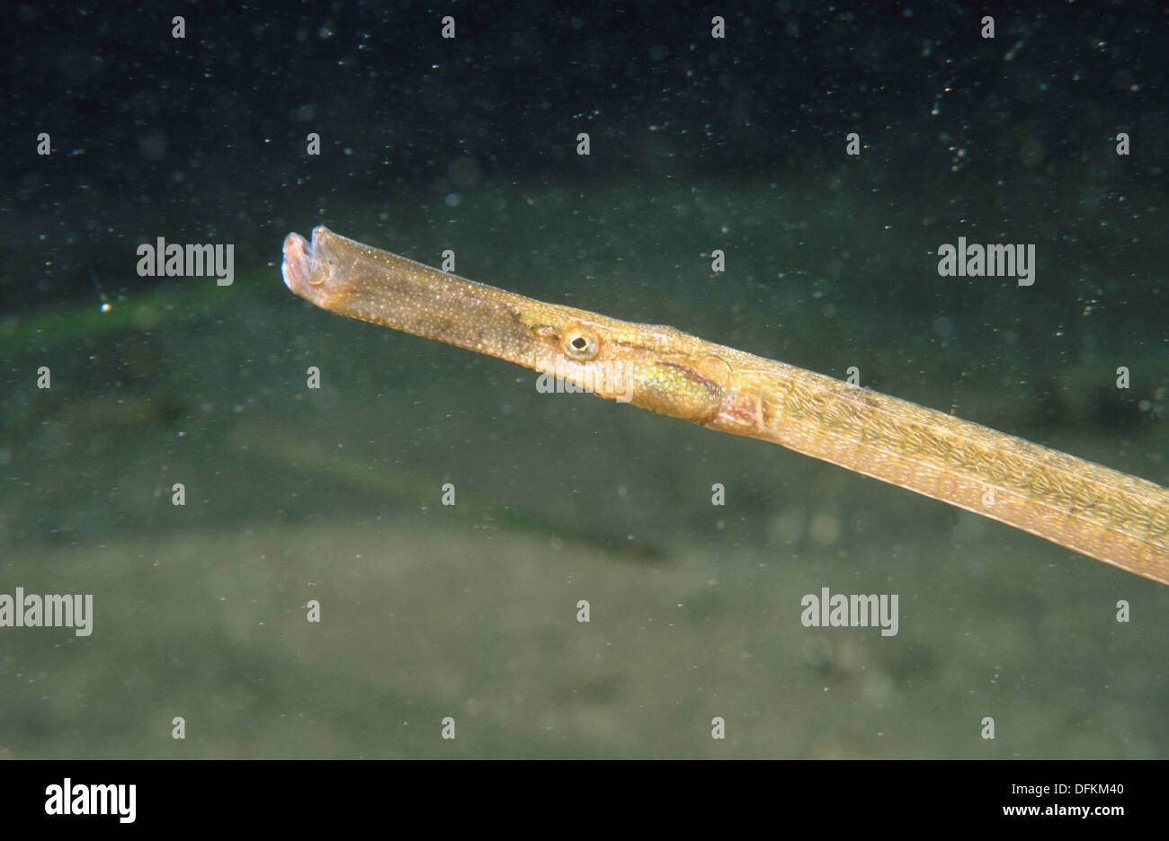 Deep Snouted Pipefish High Resolution Stock Photography and Images - Alamy