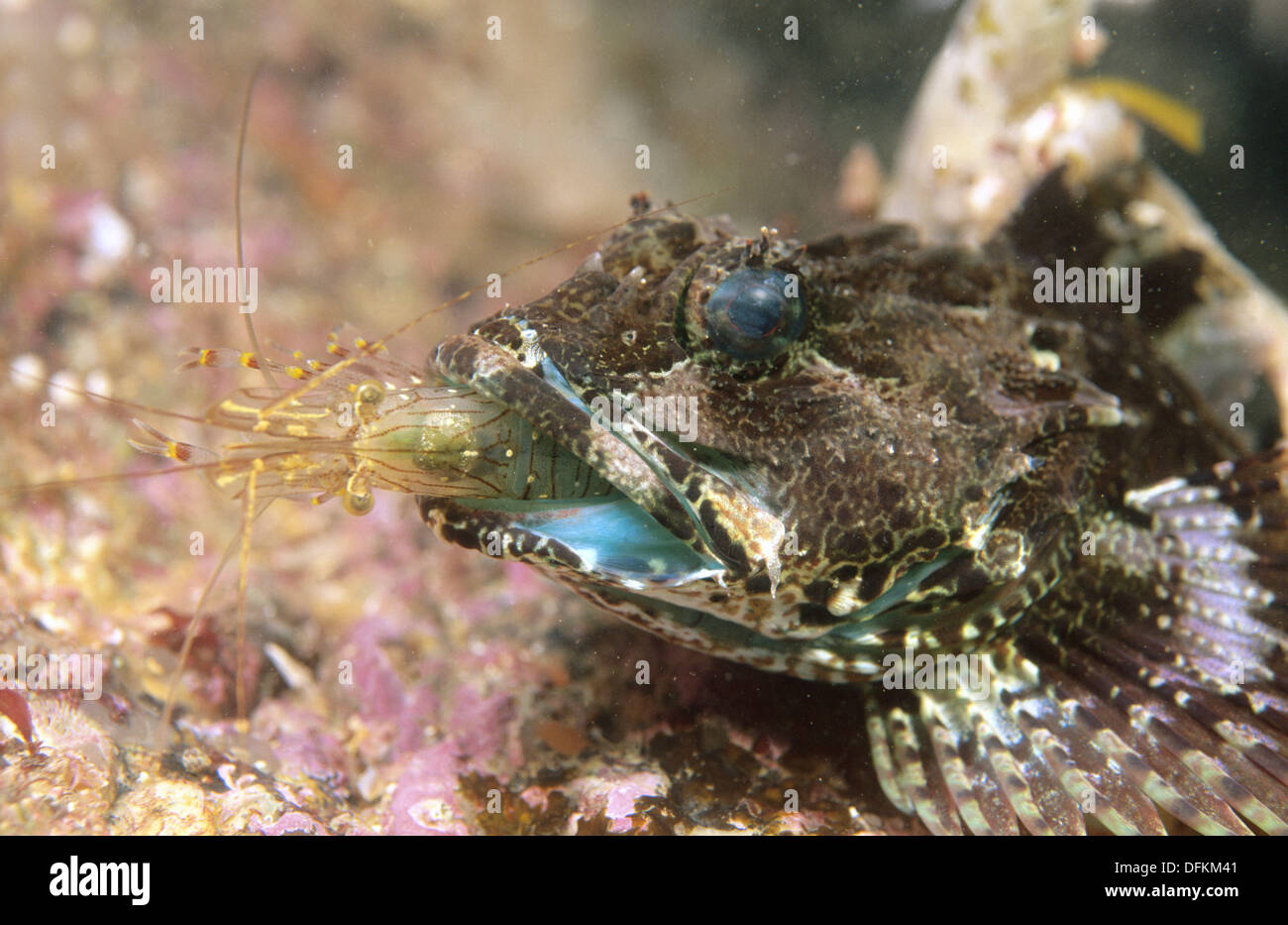 Sea scorpion taurulus bubalis hi-res stock photography and images - Alamy