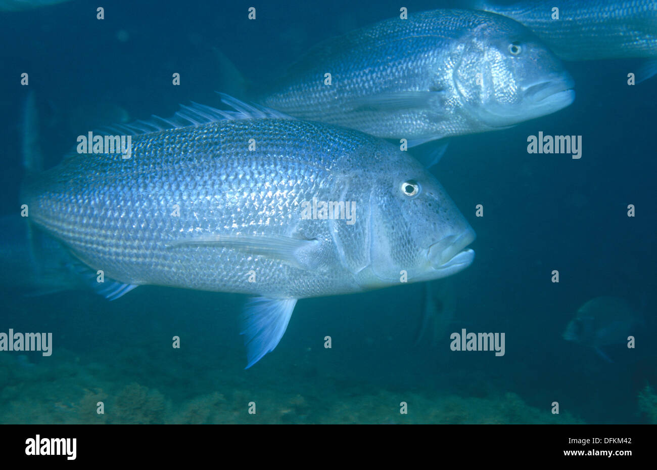 Common dentex dentex dentex hi-res stock photography and images - Alamy