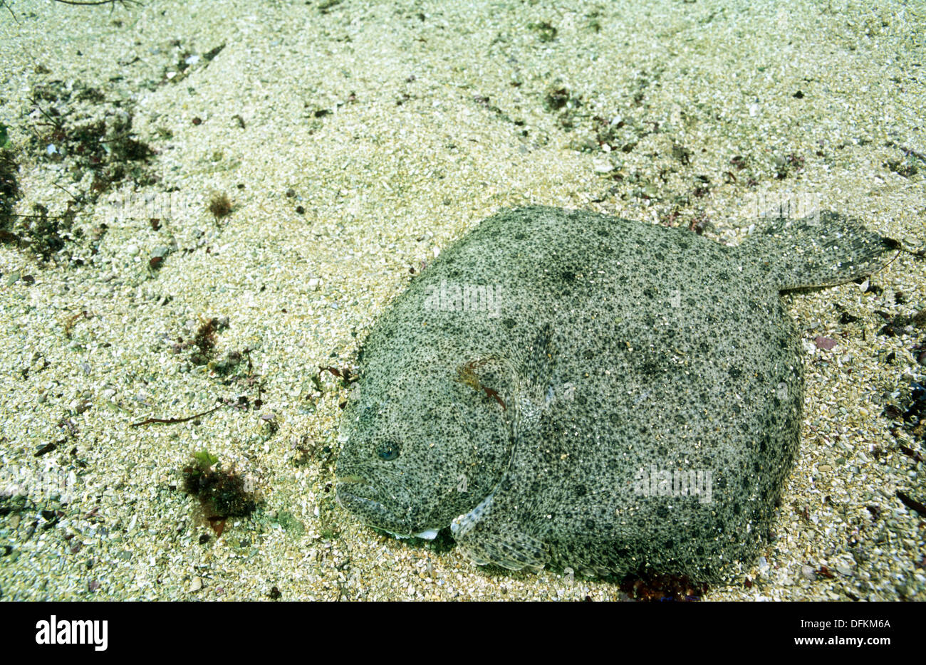 Psetta maxima hi-res stock photography and images - Alamy