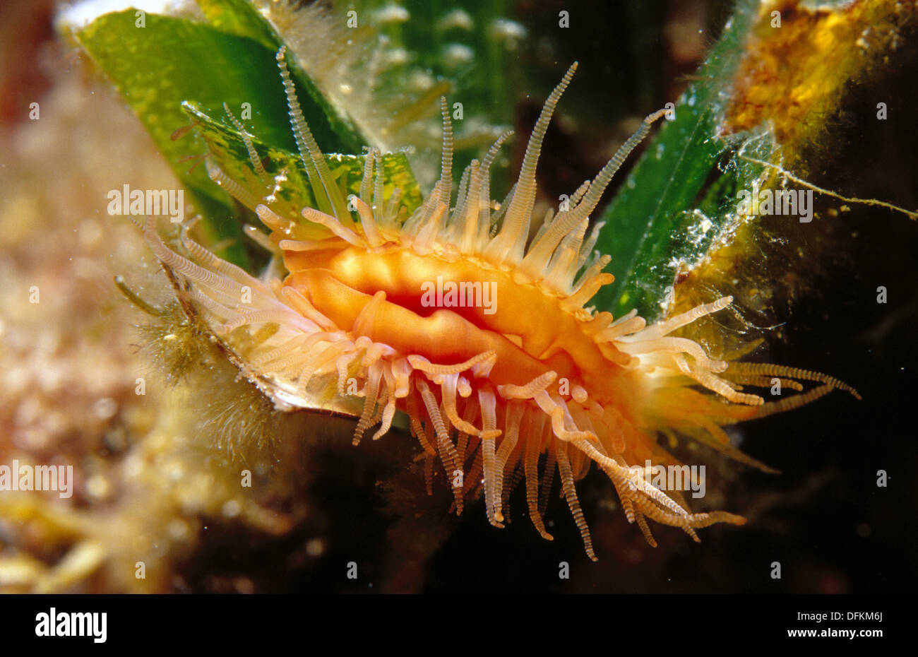 Limaria hians hi-res stock photography and images - Alamy