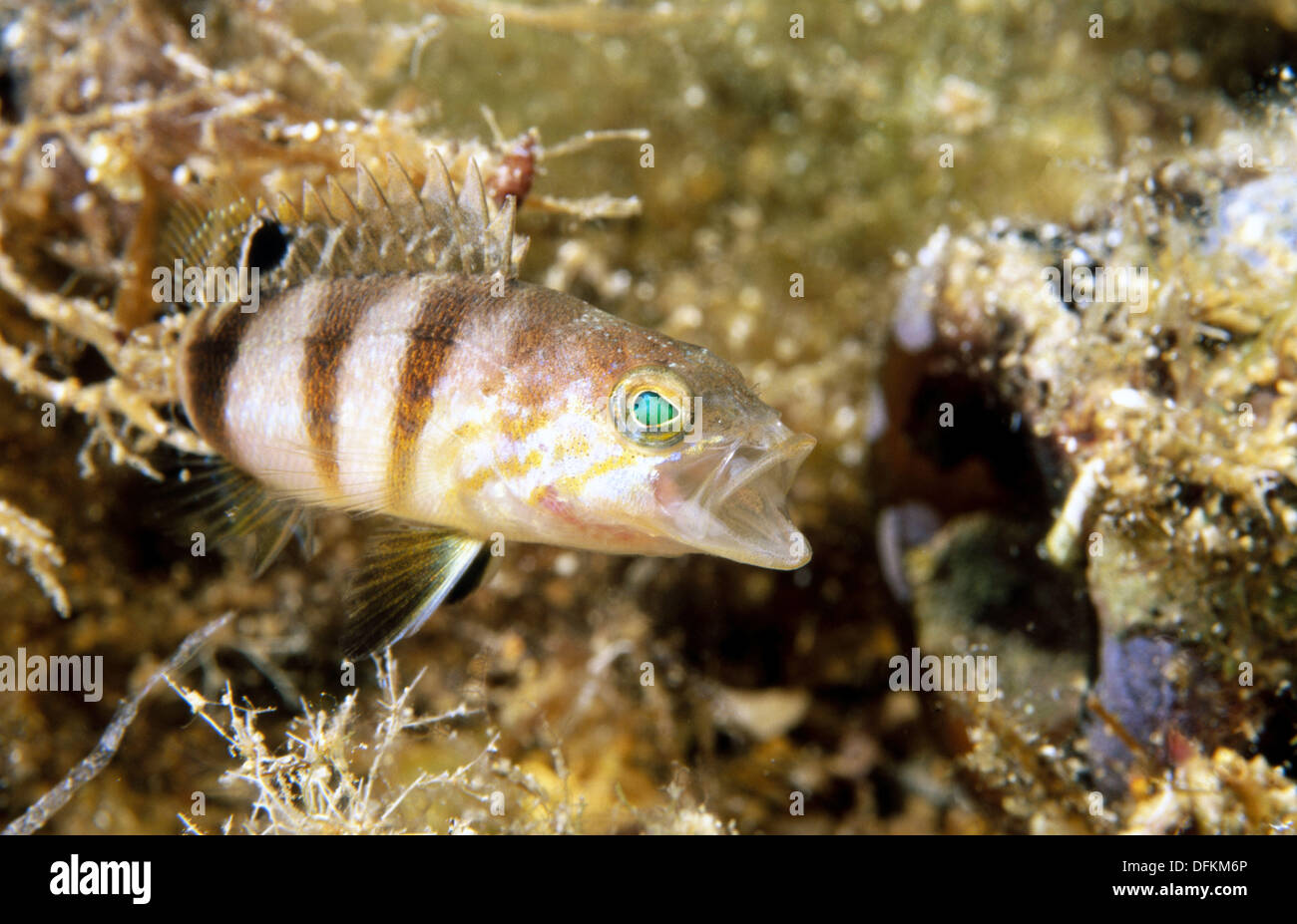 Hepatus hi-res stock photography and images - Alamy