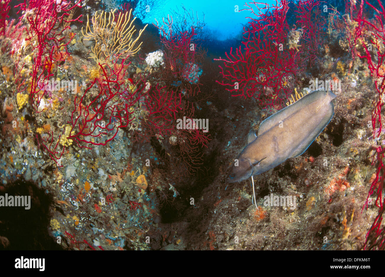 Forkbeard Fish High Resolution Stock Photography and Images - Alamy