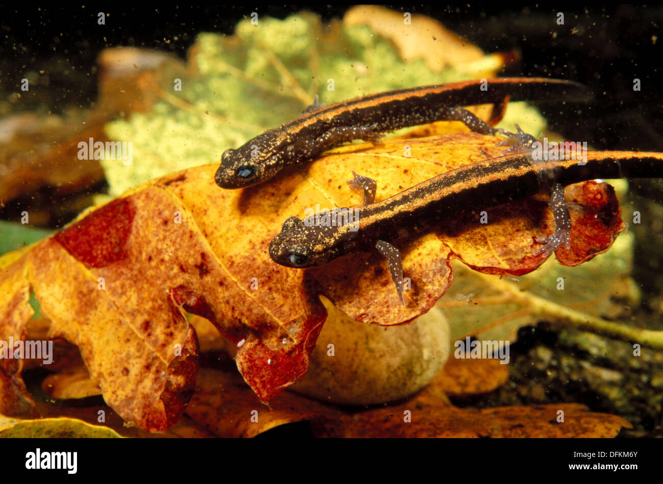 Chioglossa Lusitanica Lusitanica High Resolution Stock Photography and ...