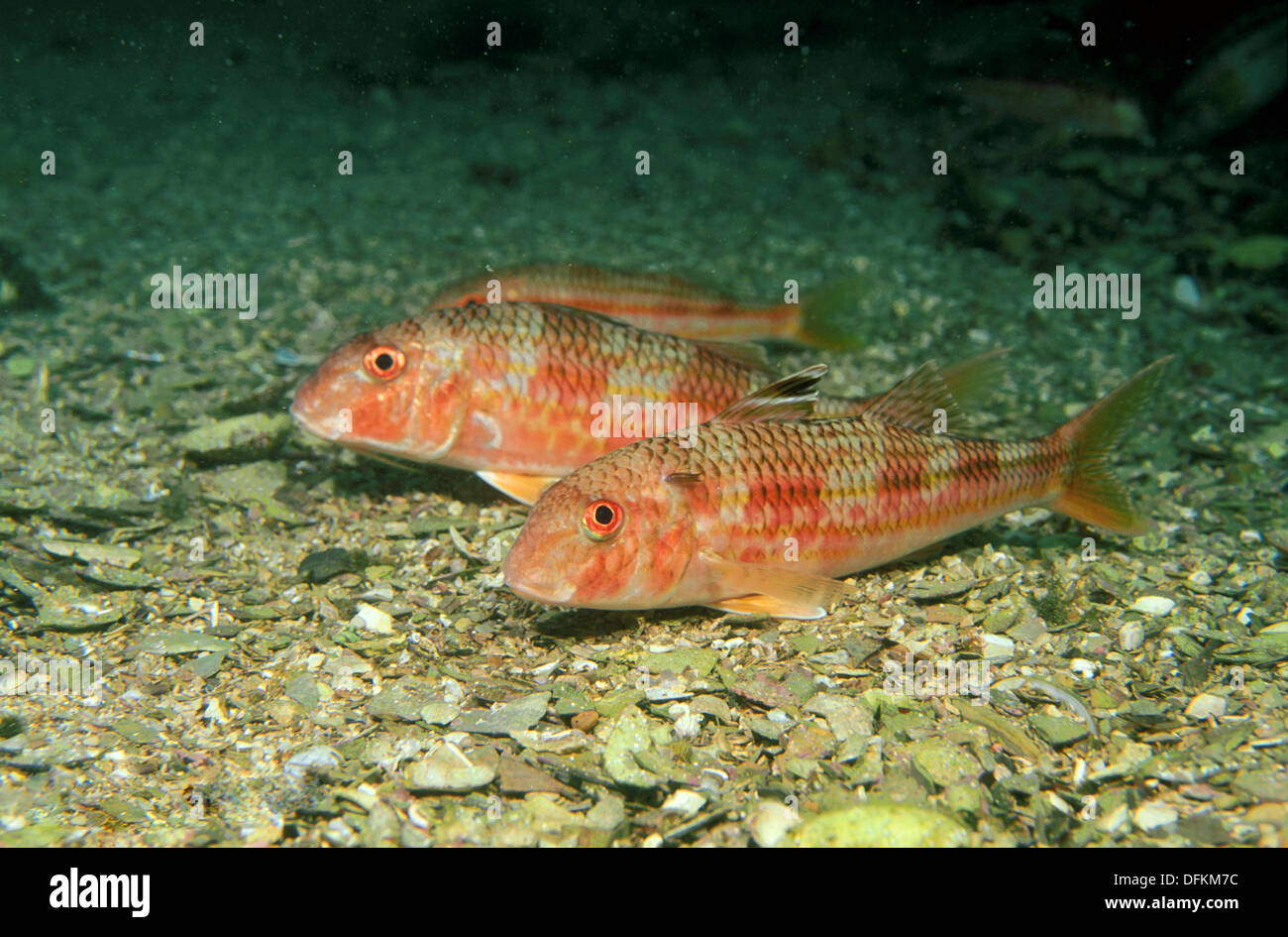 Striped mullet hi-res stock photography and images - Alamy