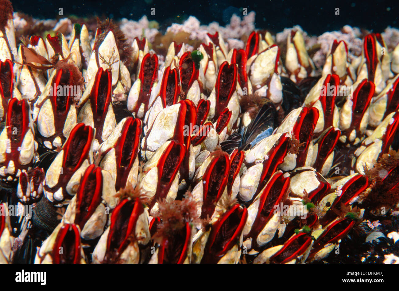 Barnacles Pollicipes Cornucopia Galicia High Resolution Stock ...