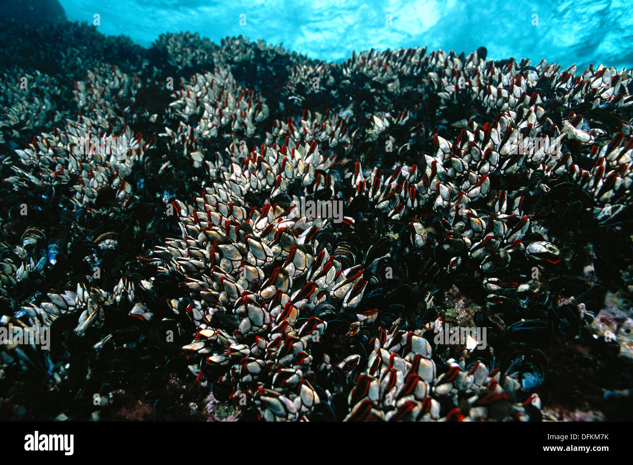 Barnacles Pollicipes Cornucopia Galicia High Resolution Stock ...