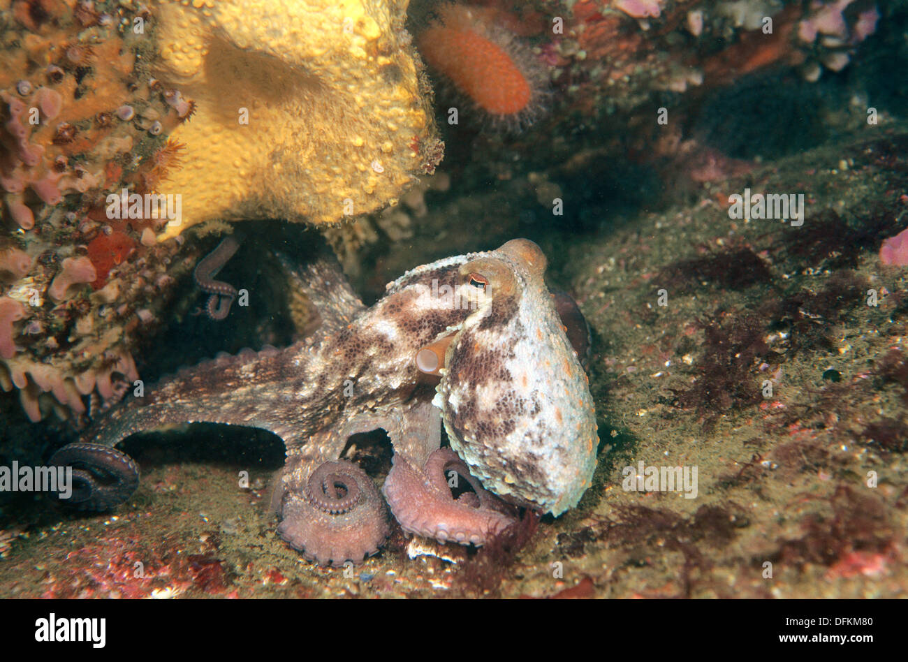 Zoology animal mollusc common octopus hi-res stock photography and ...