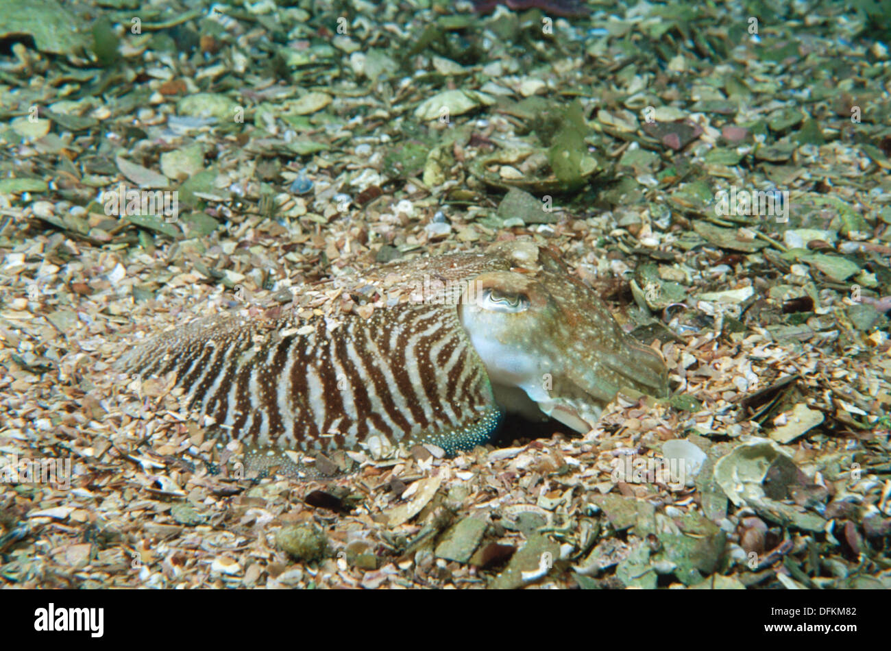 Mollusc mimicry hi-res stock photography and images - Alamy