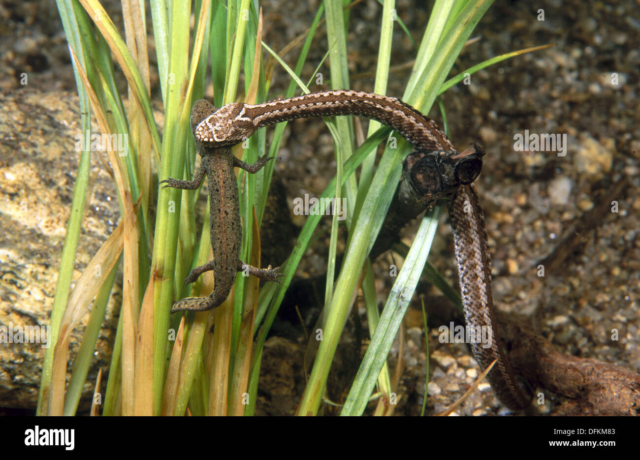 Bosca Newt High Resolution Stock Photography and Images - Alamy