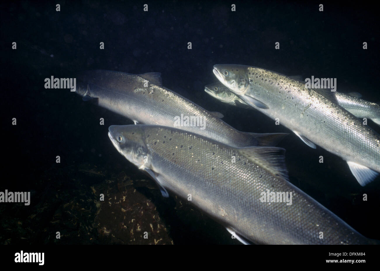 Salmon salmo hi-res stock photography and images - Alamy