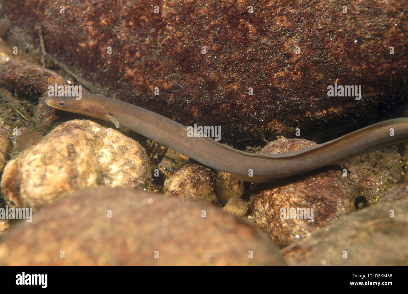 Common eel hi-res stock photography and images - Alamy