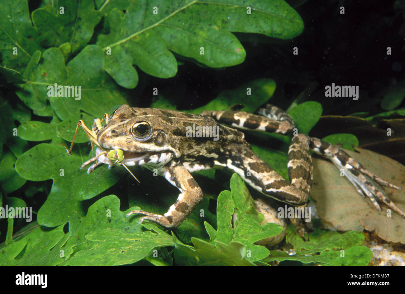 Frog catching insect hi-res stock photography and images - Alamy