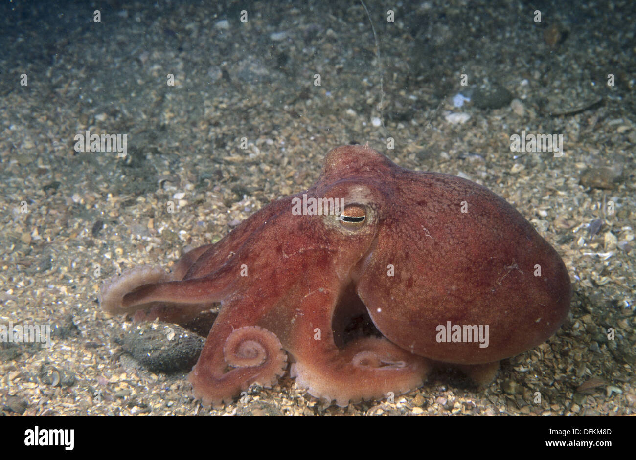 Horned octopus hi-res stock photography and images - Alamy