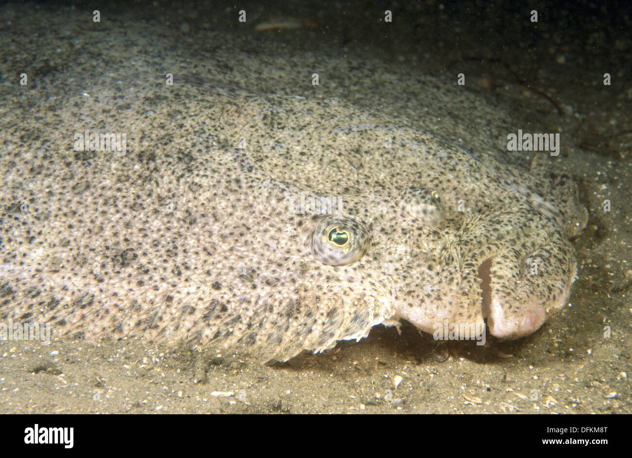 Psetta maxima hi-res stock photography and images - Alamy