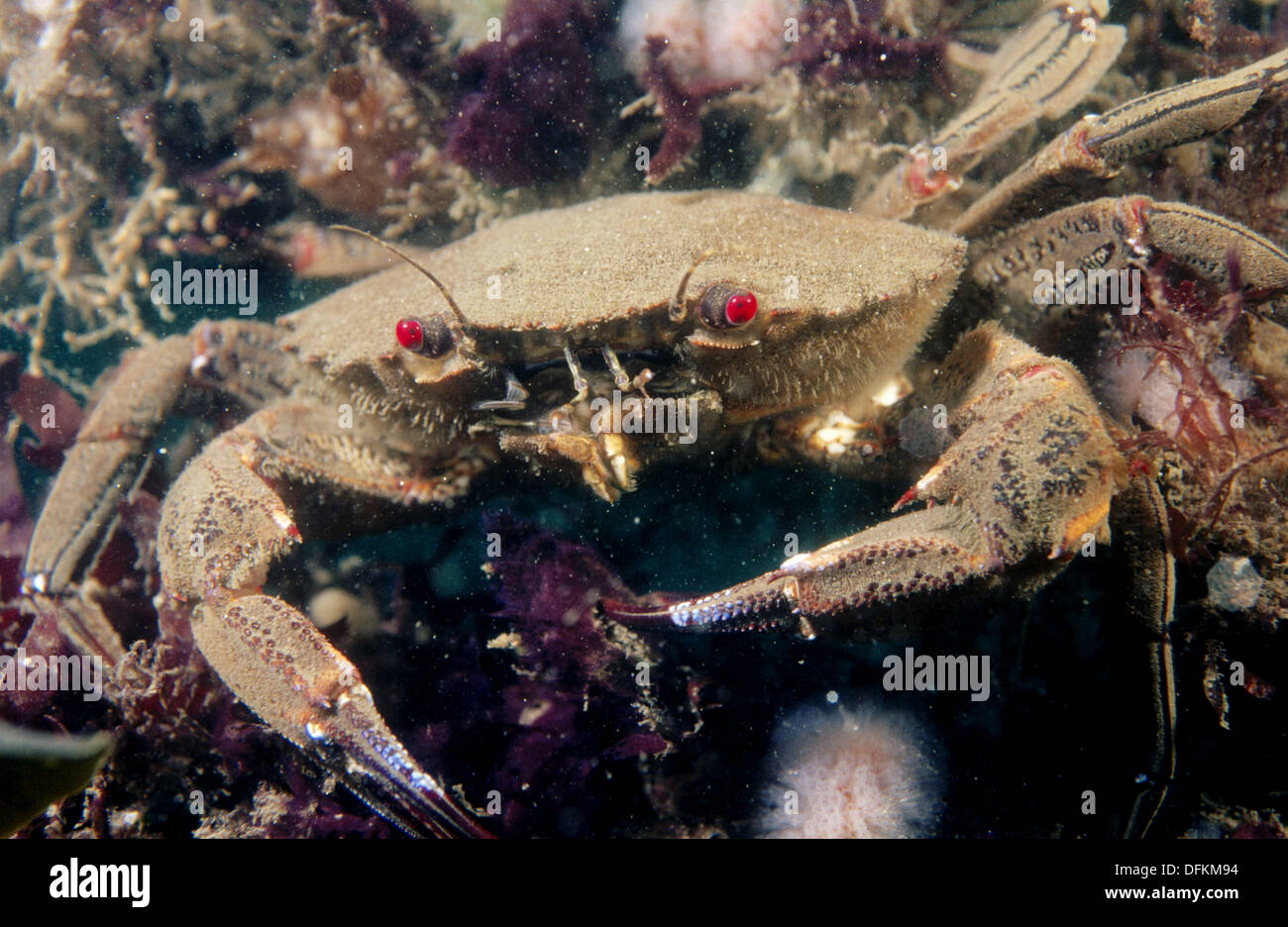 Velvet Swimming Crab (Necora puber). Galicia, Spain Stock Photo - Alamy