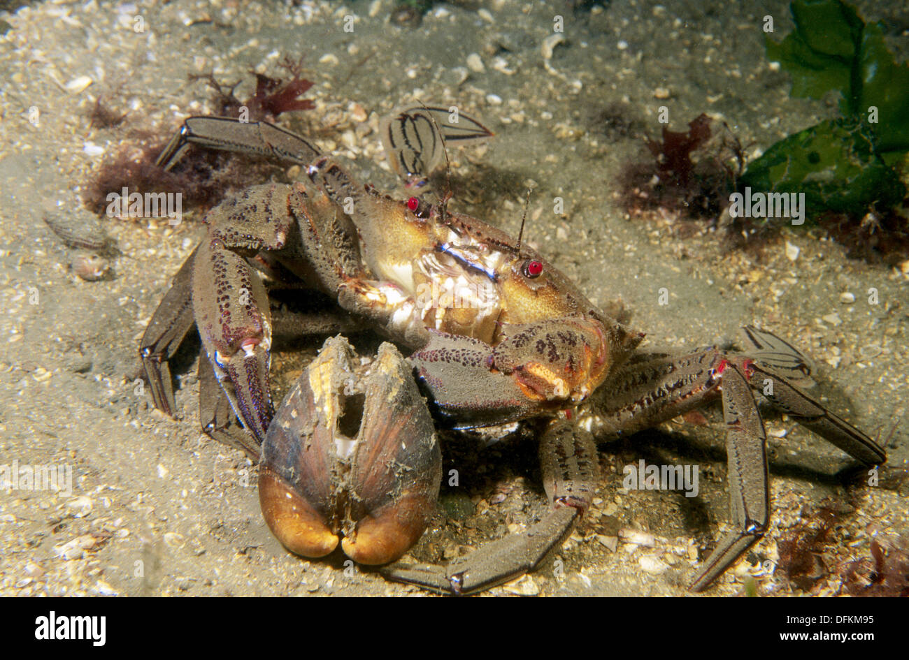 Laevicardium High Resolution Stock Photography and Images - Alamy