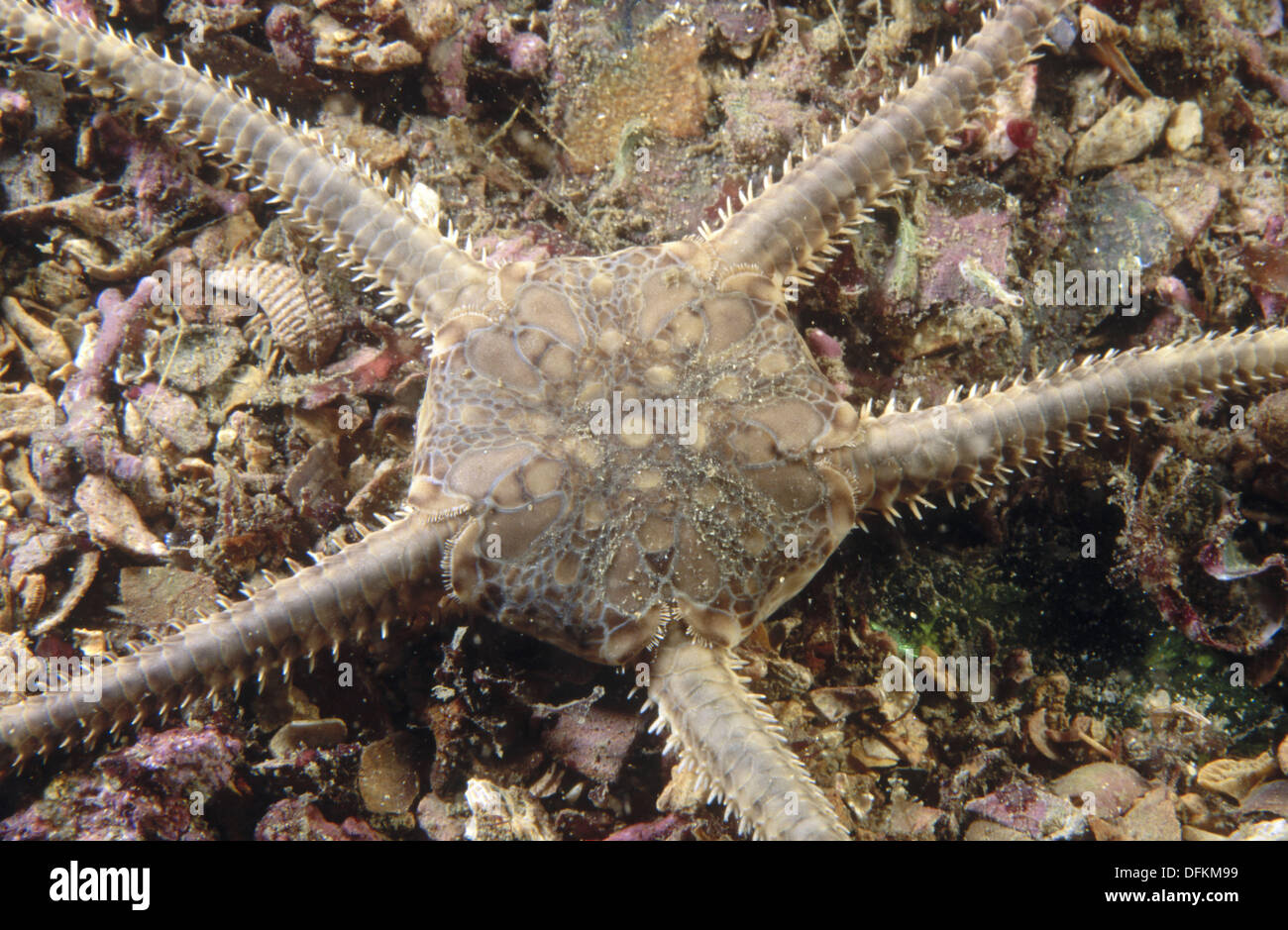 Ophiura hi-res stock photography and images - Alamy