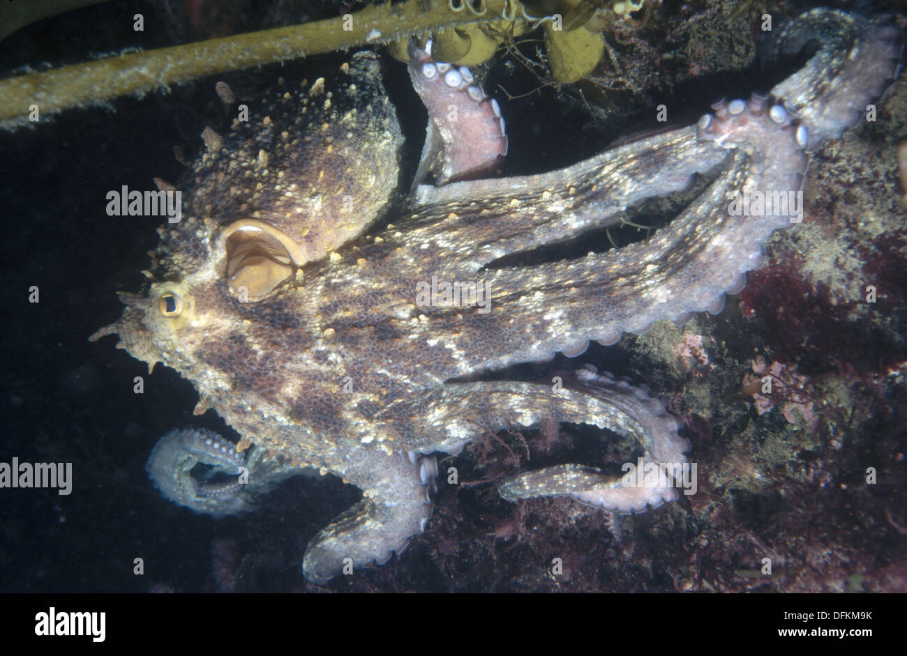 Octopus (Octopus vulgaris). Galicia, Spain Stock Photo - Alamy