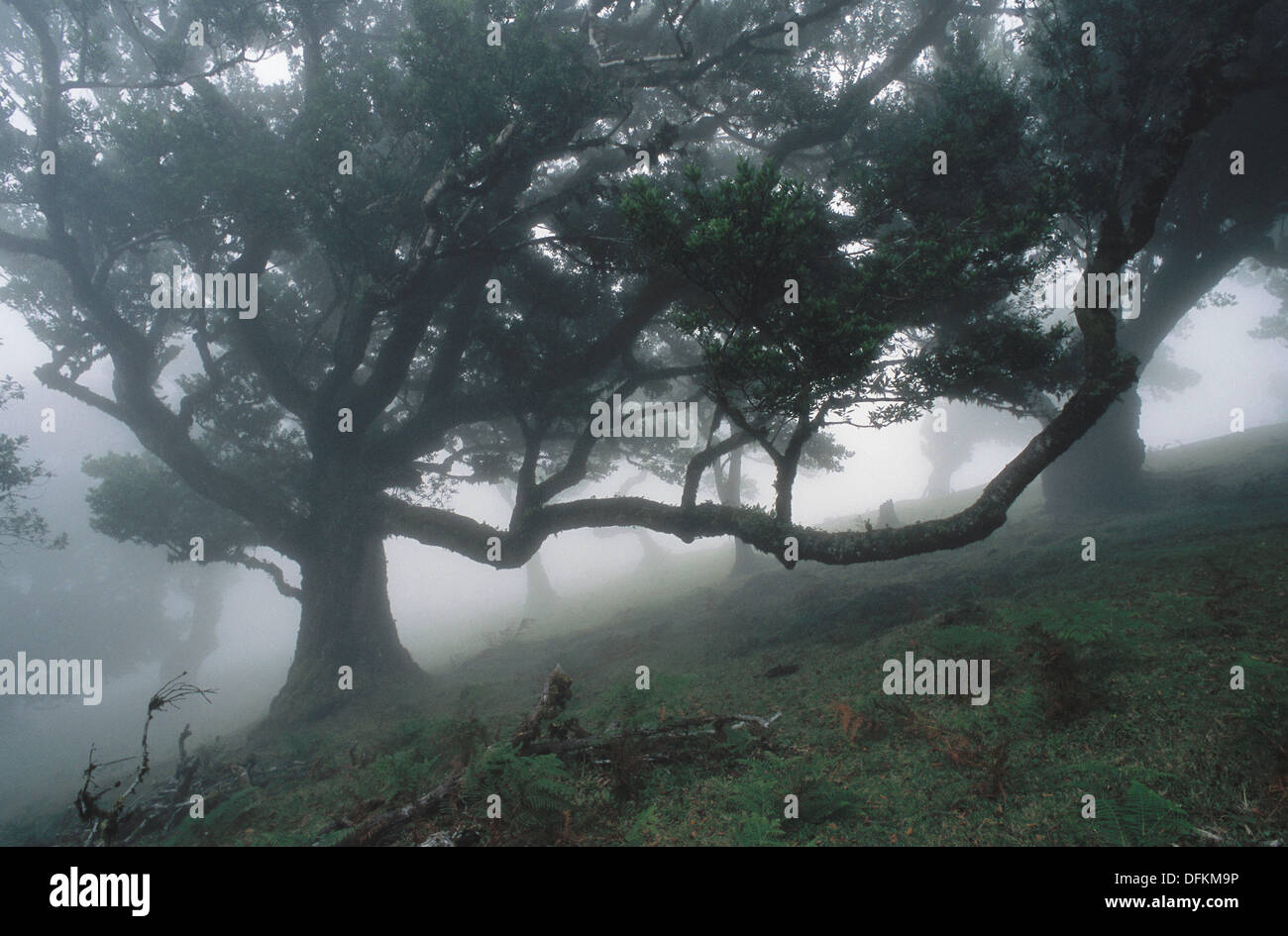 Laurus Azorica High Resolution Stock Photography and Images - Alamy