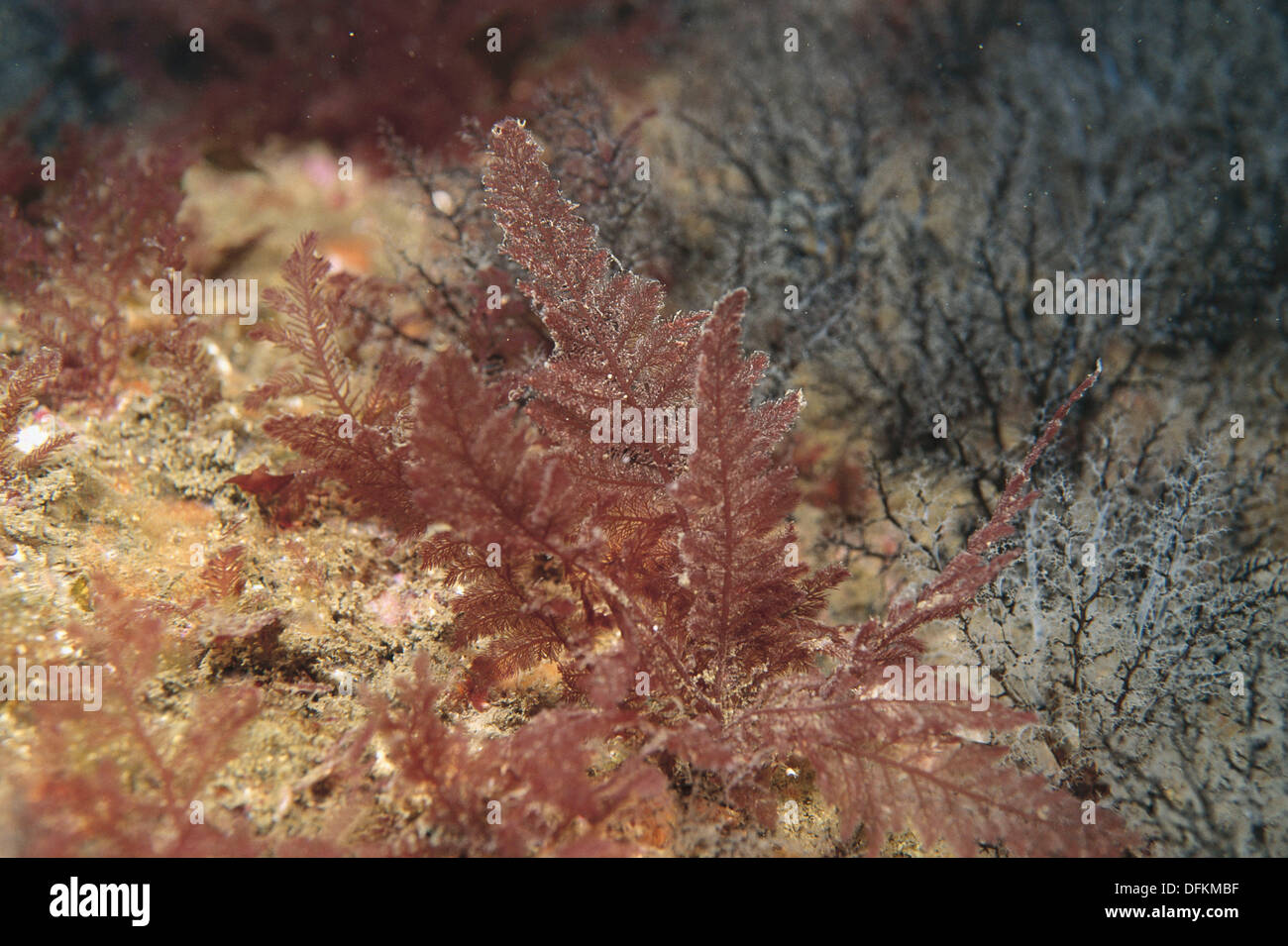 Plocamium hi-res stock photography and images - Alamy