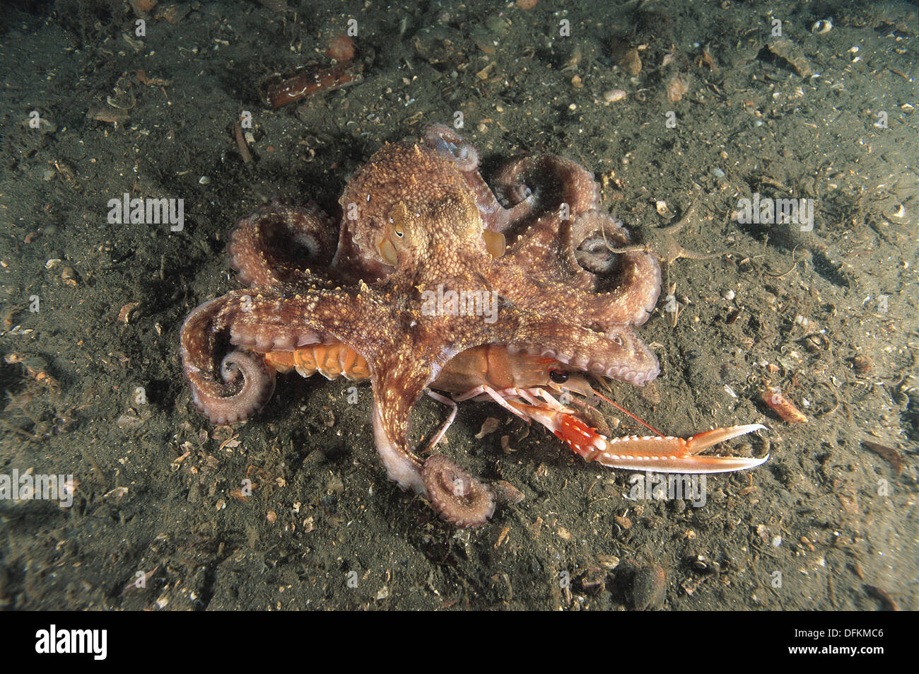 Octopus vulgaris lobster hi-res stock photography and images - Alamy